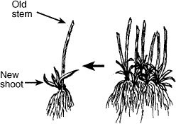 Home Propagation of Plants: Division And Layering