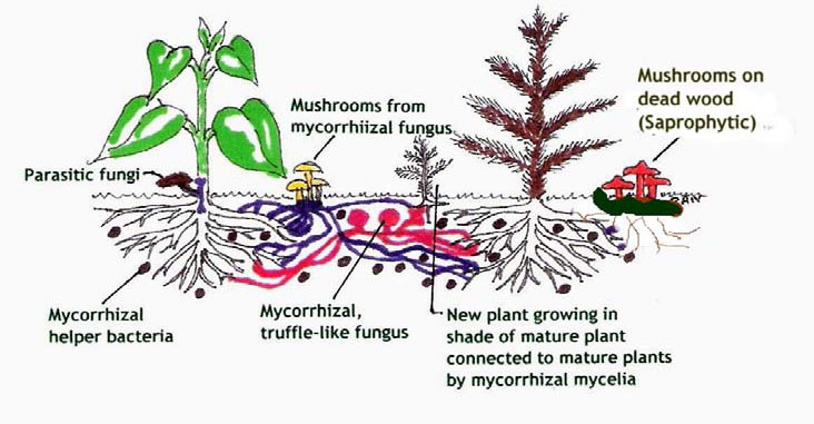 Tree Roots Coming To Surface
